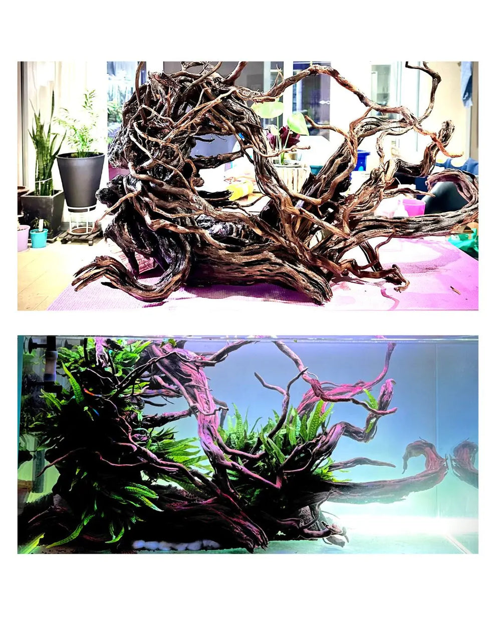 Azalea Wood 60-120cm – ZAS